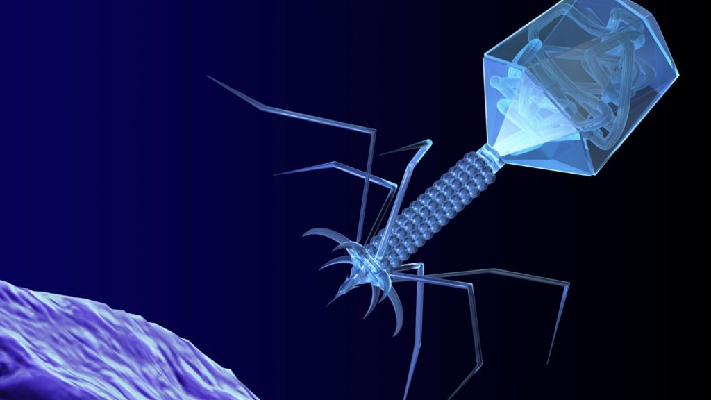 Phages, or bacteriophages, are viruses that infect bacteria. Given ...